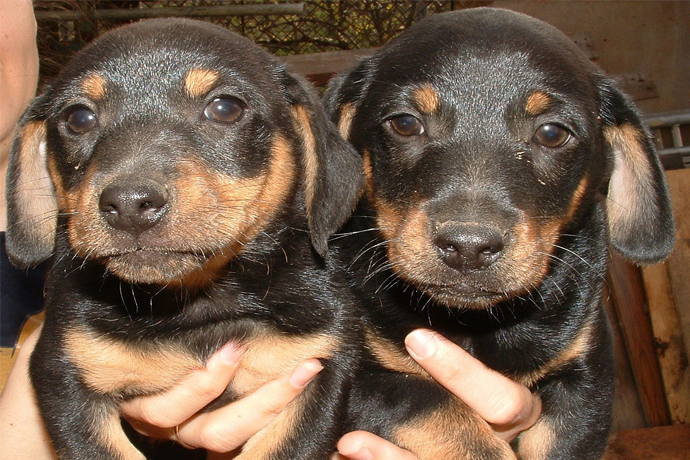 Success Story for Dog Grooming