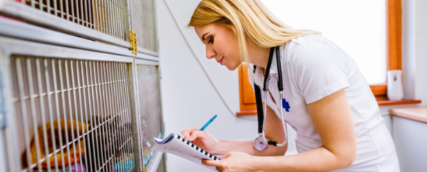 What careers involve Working with Animals? | Stonebridge Associated ...