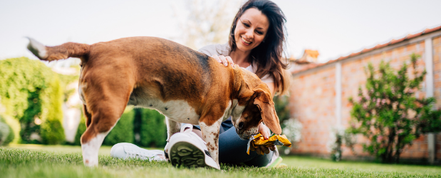 Interesting Roles Working with Animals | Stonebridge Associated ...