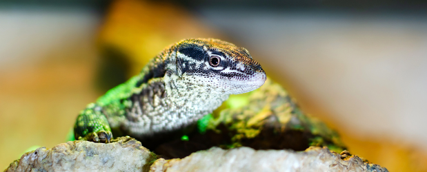 What is it like Working with Exotic Animals? | Stonebridge Associated ...