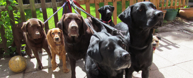 What is it Like to be a Professional Dog Walker? | Stonebridge ...