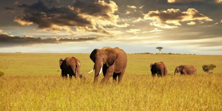 How Elephants Help the Ecosystem Thrive | Stonebridge Associated ...