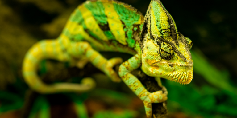 How to Study About Reptiles | Stonebridge Associated Colleges Blog