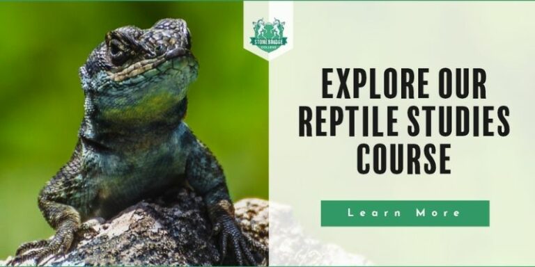 How to Study About Reptiles | Stonebridge Associated Colleges Blog