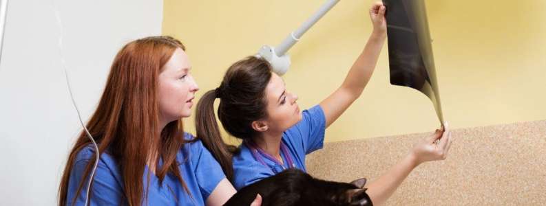 All Veterinary Science and Animal Care Qualifications